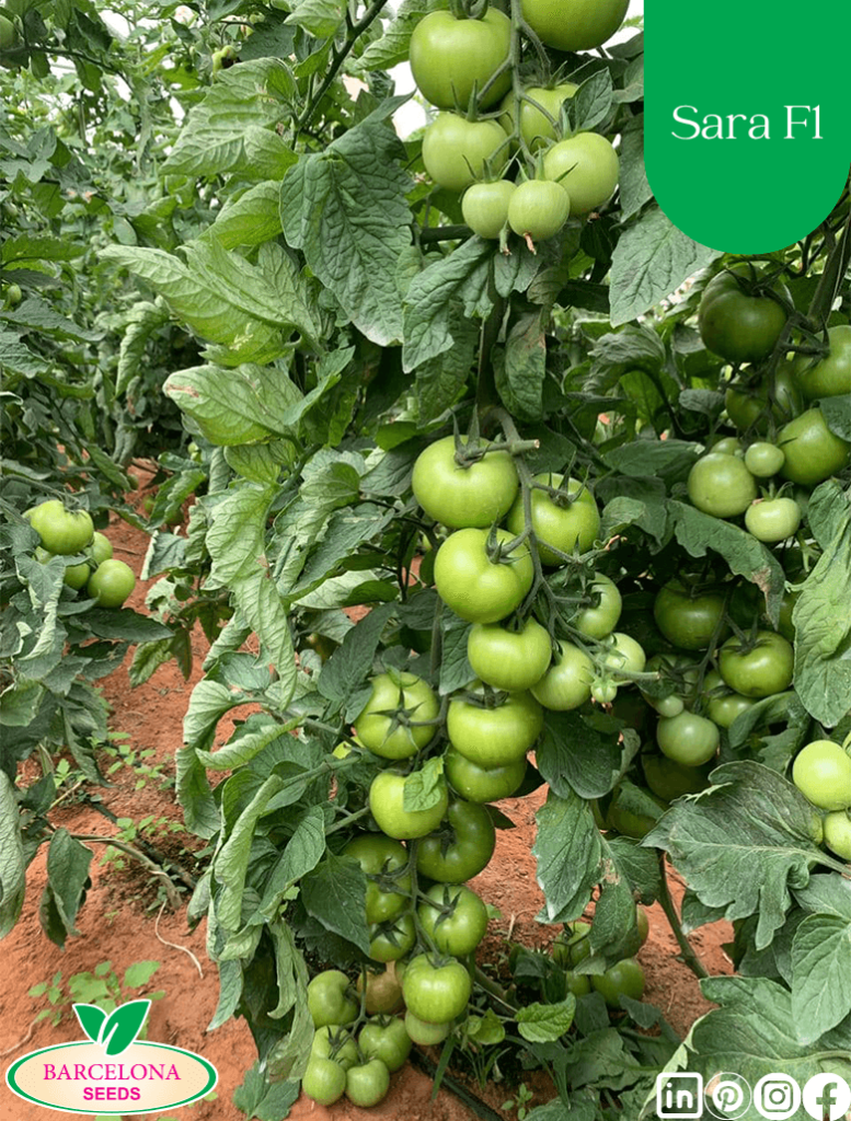 Sara F1 – barcelonaseeds