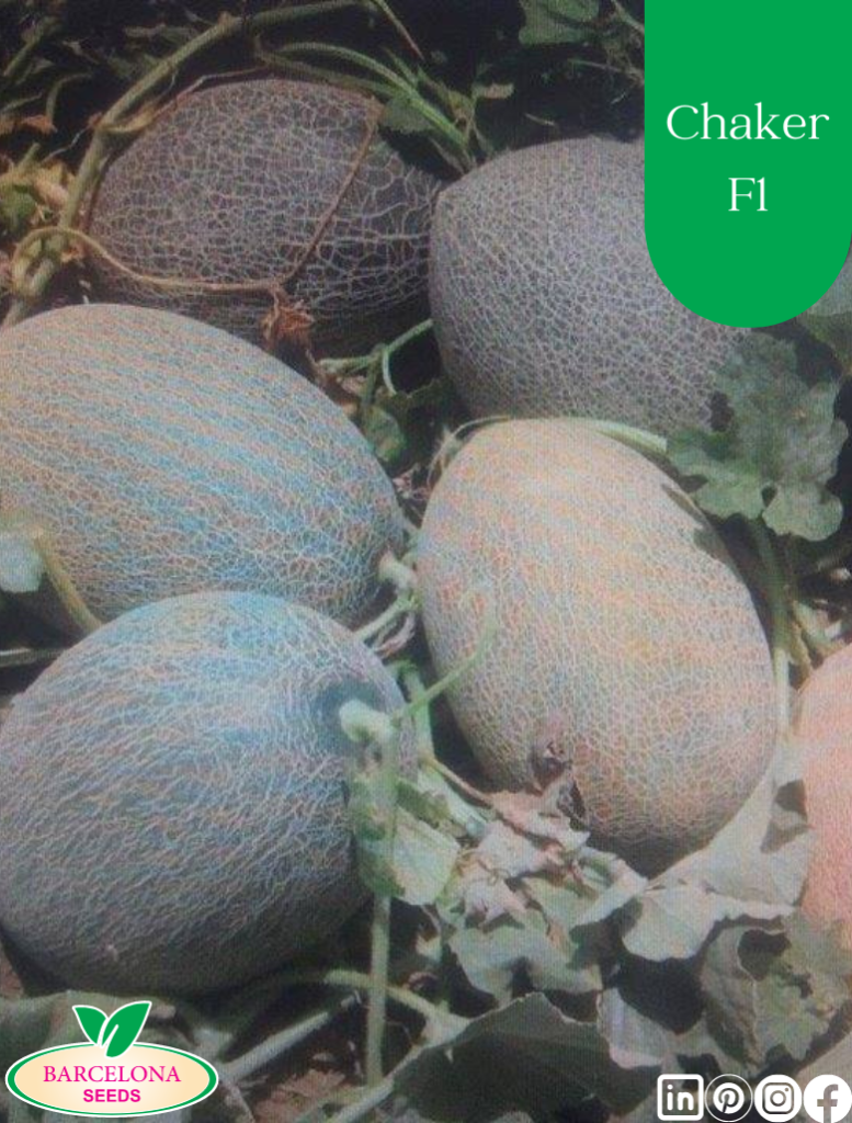 Chaker F1 – barcelonaseeds