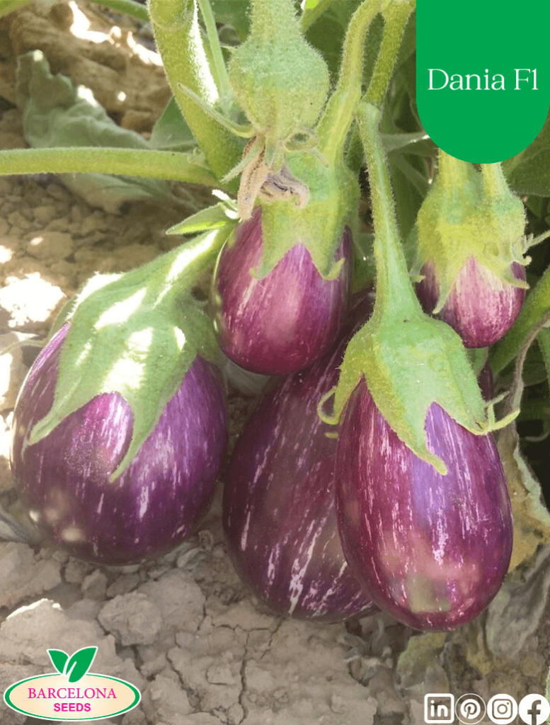 Dania F1 – barcelonaseeds
