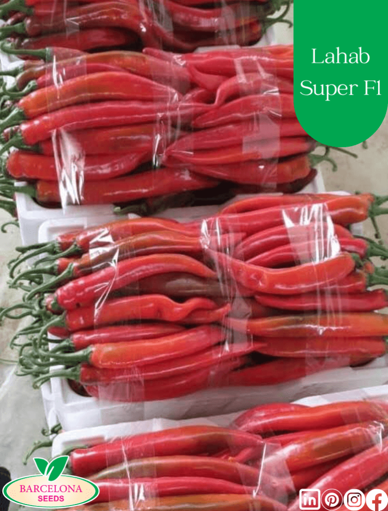 Lahab Super F1 – barcelonaseeds