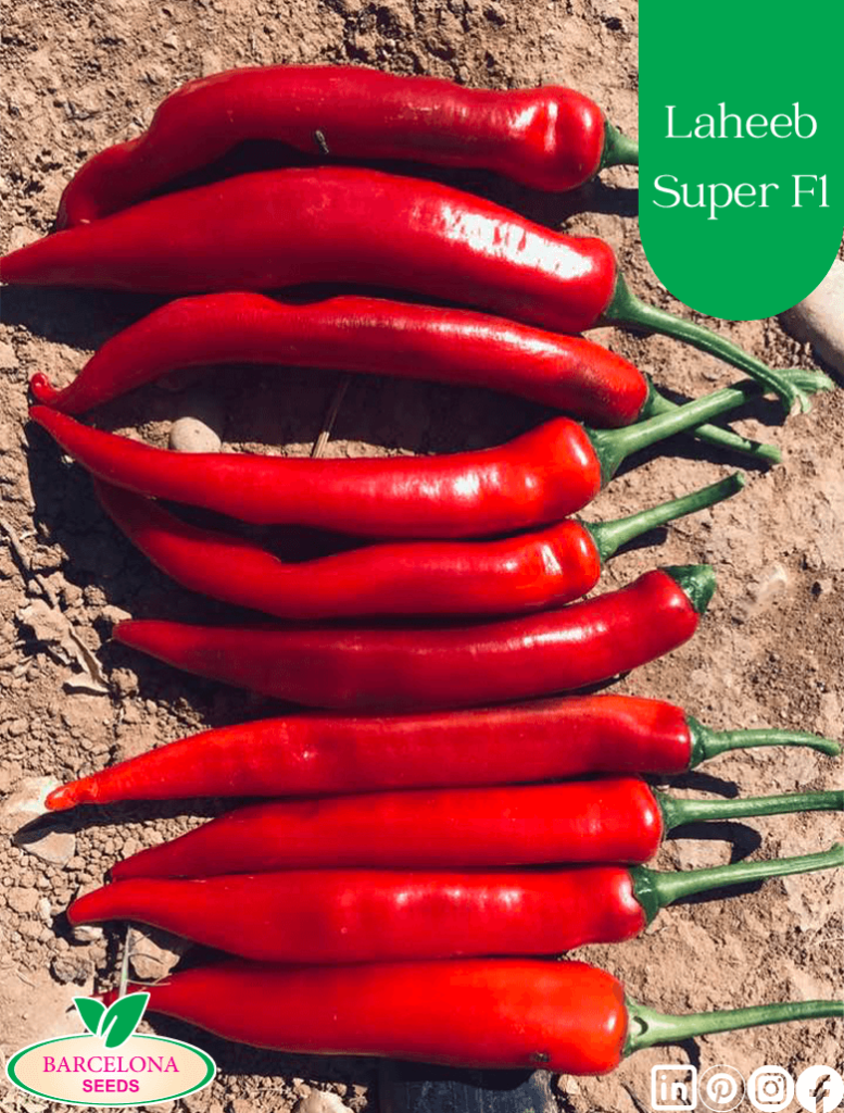 Super Laheeb F1 – barcelonaseeds