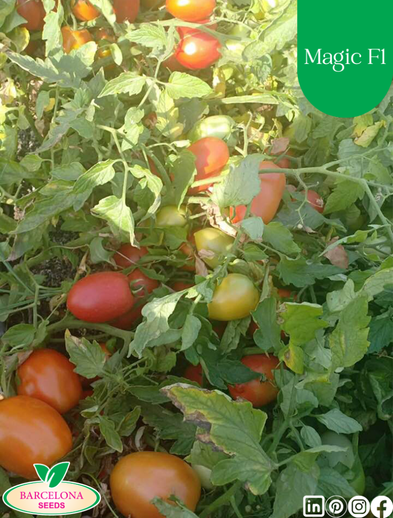 Magic F1 – barcelonaseeds
