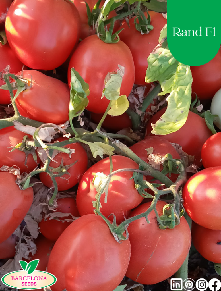 barcelonaseeds – Grow Your Future…