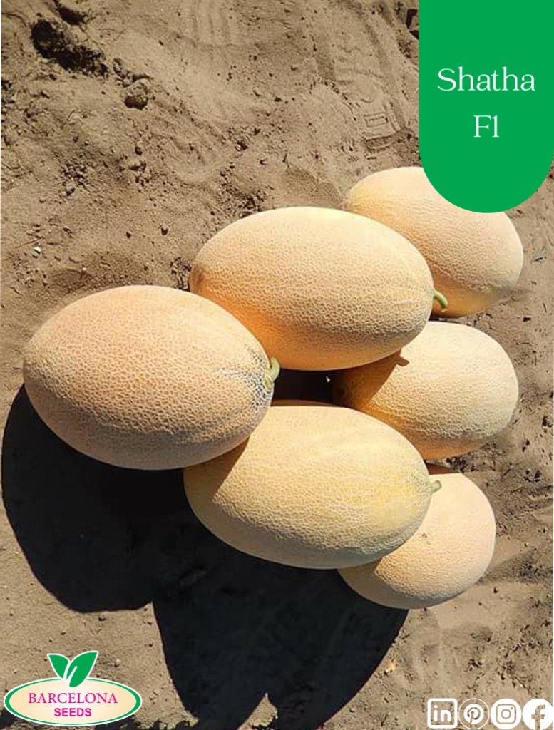 Shatha F1 – barcelonaseeds