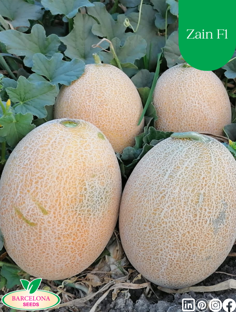 Zain F1 – barcelonaseeds