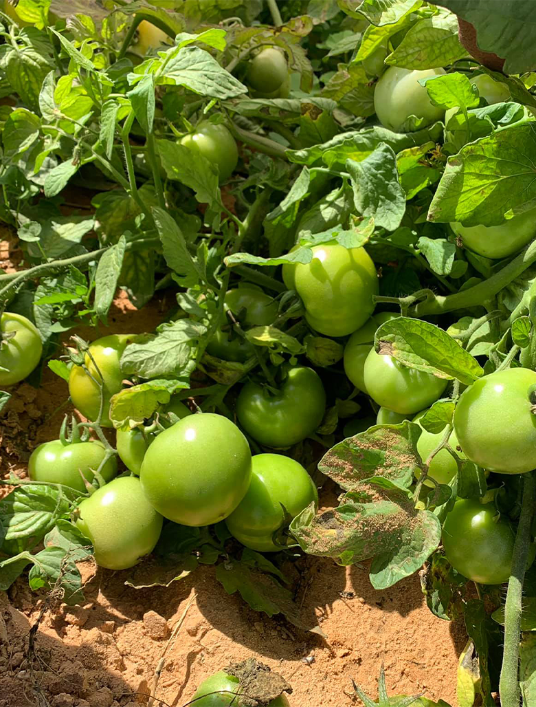 Determinate Tomato – barcelonaseeds