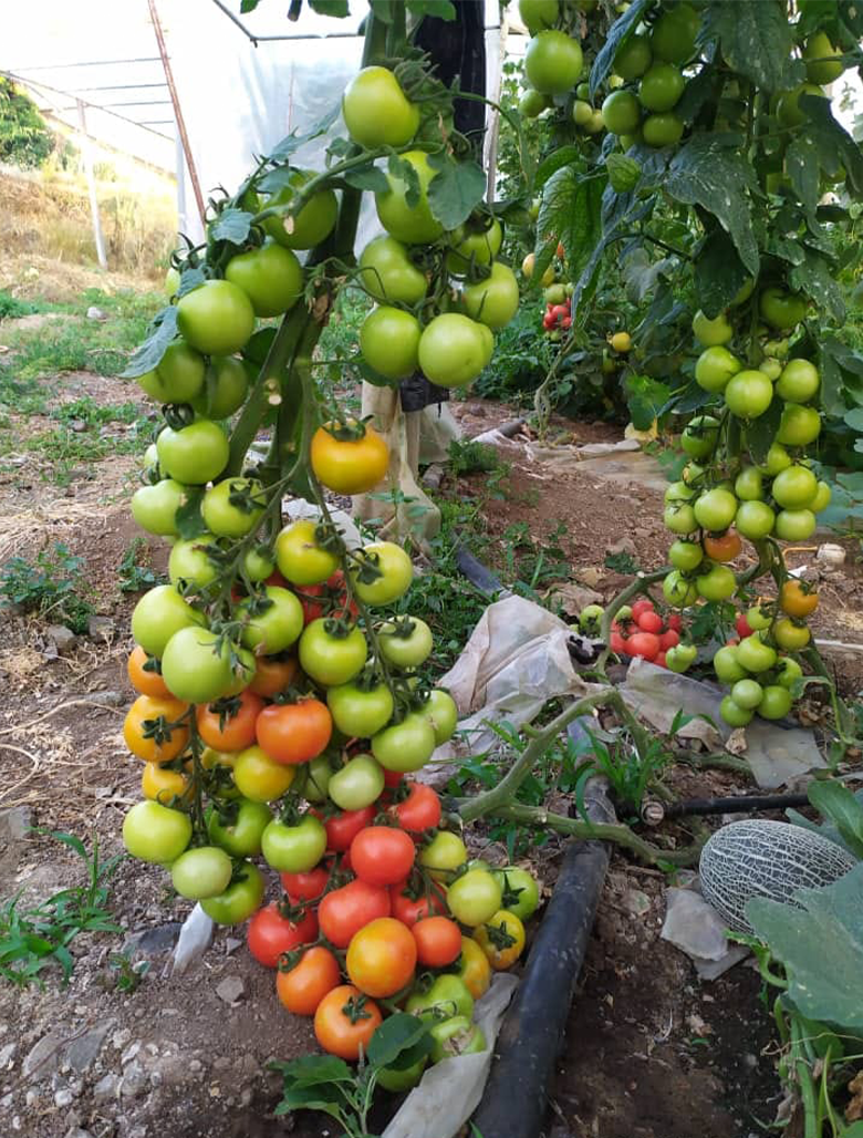 Jenan F1 – barcelonaseeds