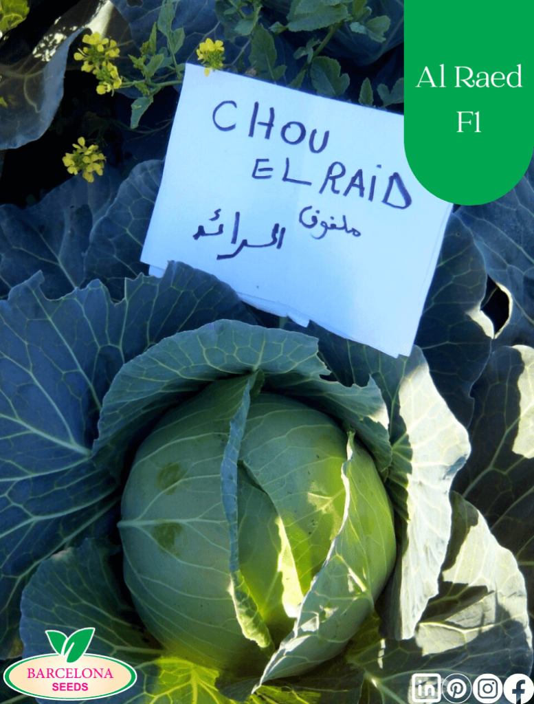 Al Raed F1 – barcelonaseeds