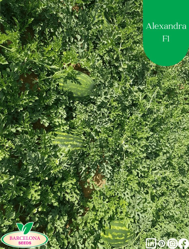 Watermelon – barcelonaseeds