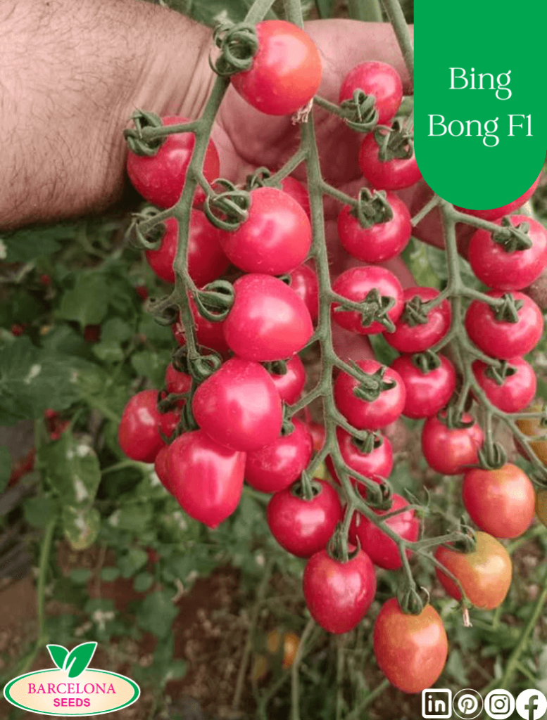 Bing Bong F1 – barcelonaseeds