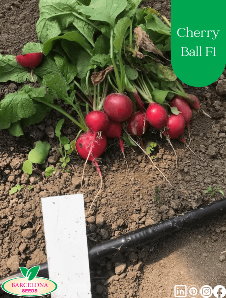 Cherry Ball F1 – barcelonaseeds