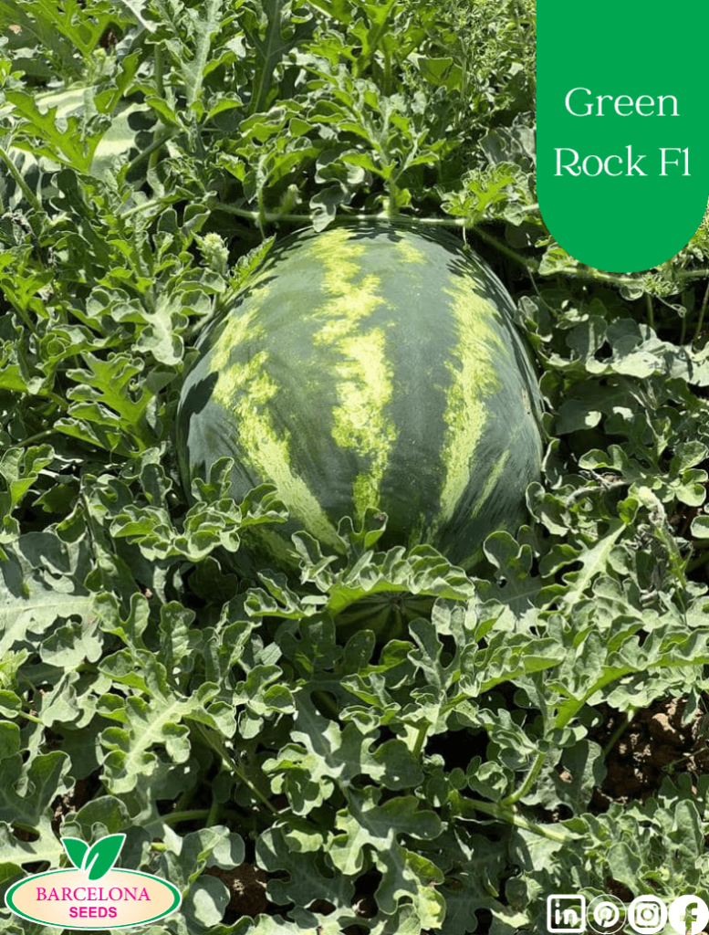 Watermelon – barcelonaseeds