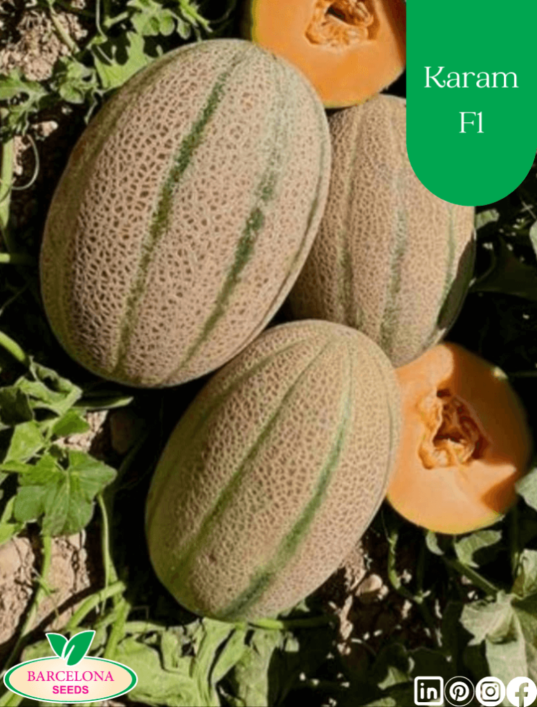 Karam F1 – barcelonaseeds