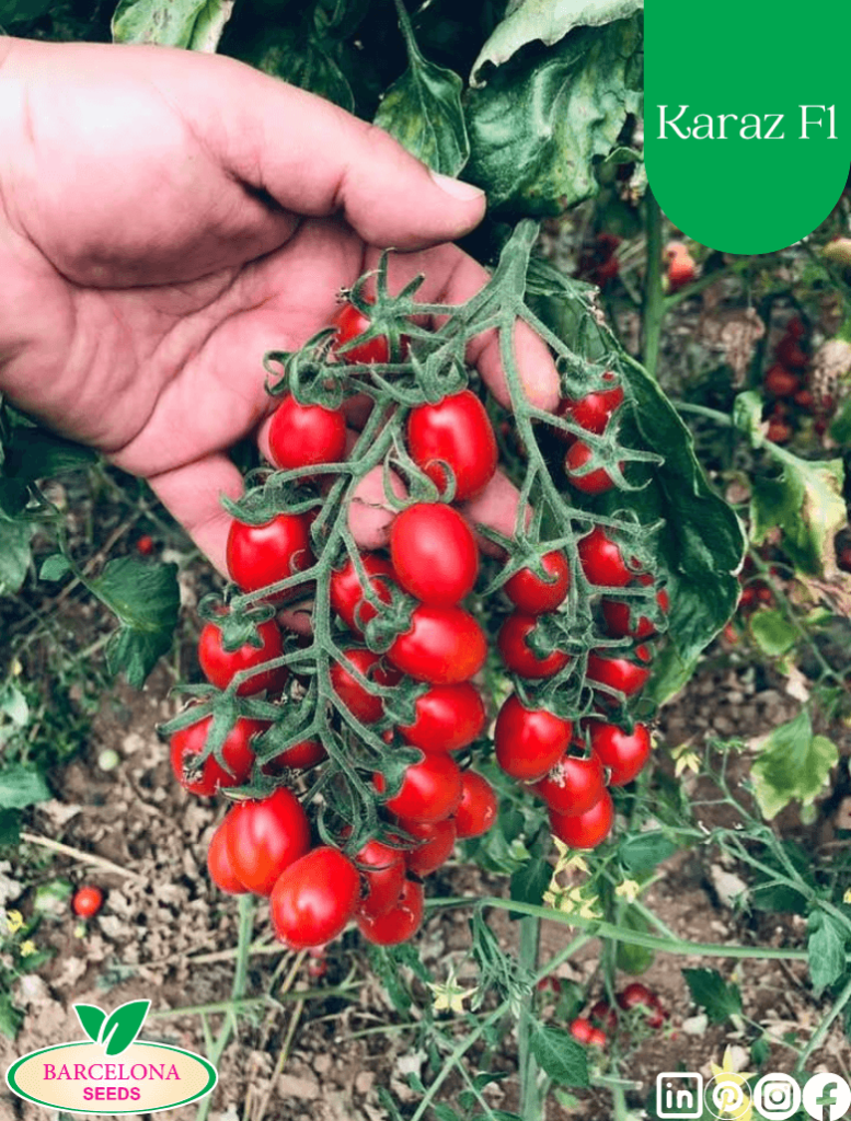 Karaz F1 – barcelonaseeds