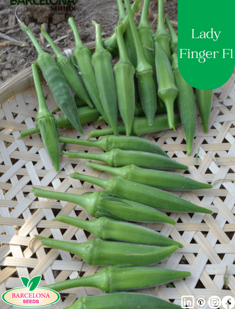 Lady Finger F1 – barcelonaseeds