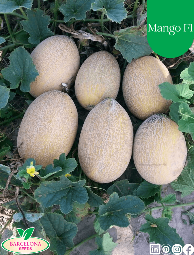 Mango F1 – barcelonaseeds