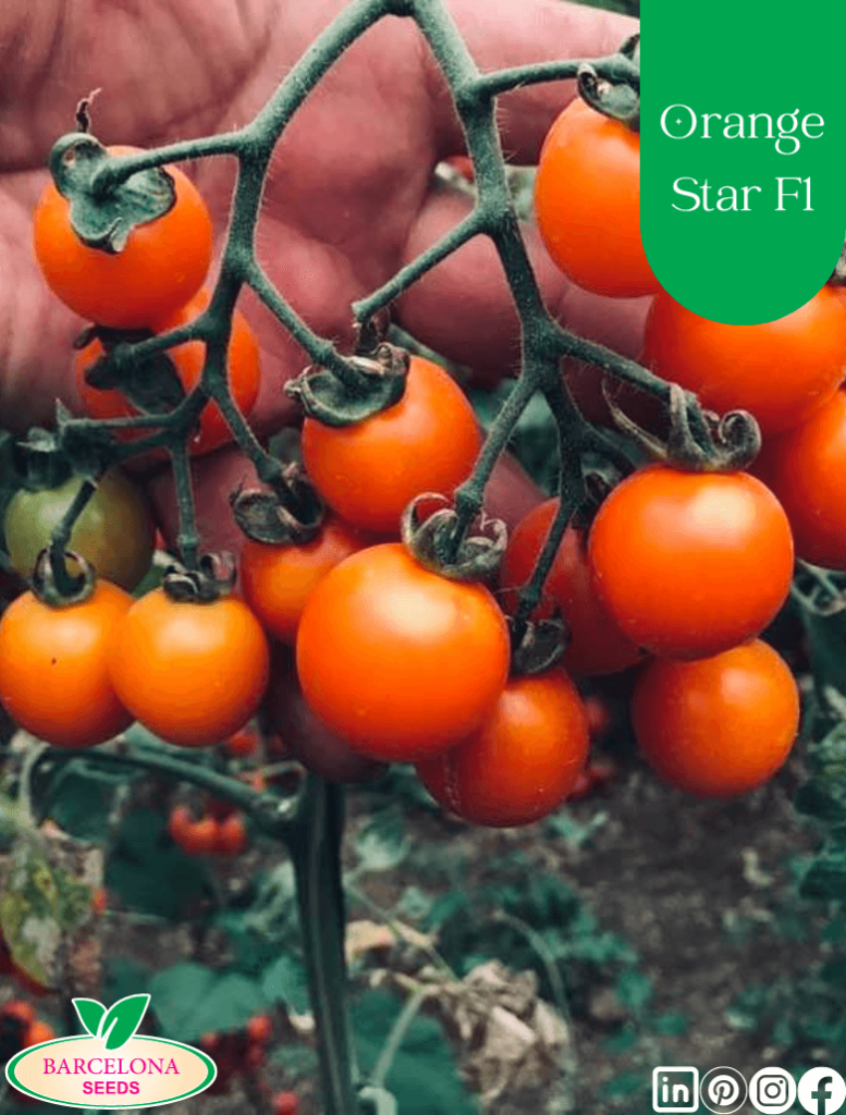 Orange Star F1 – barcelonaseeds