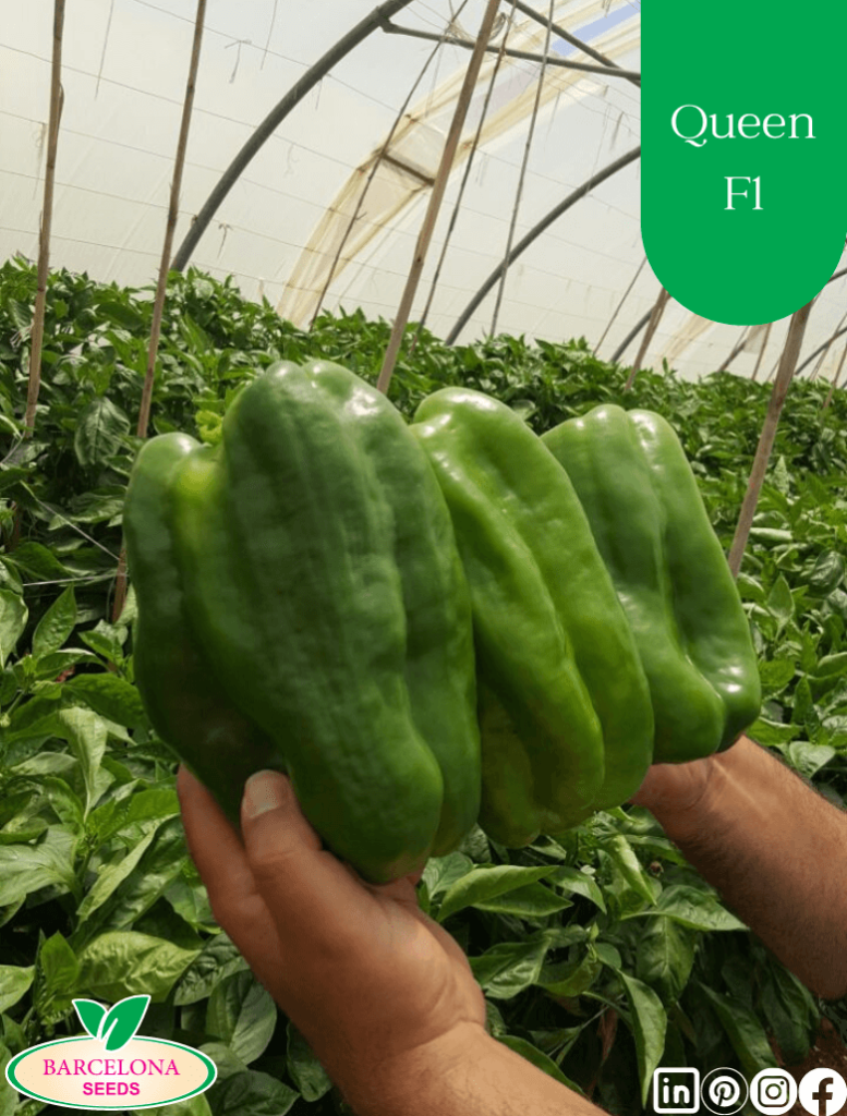 Queen F1 – barcelonaseeds