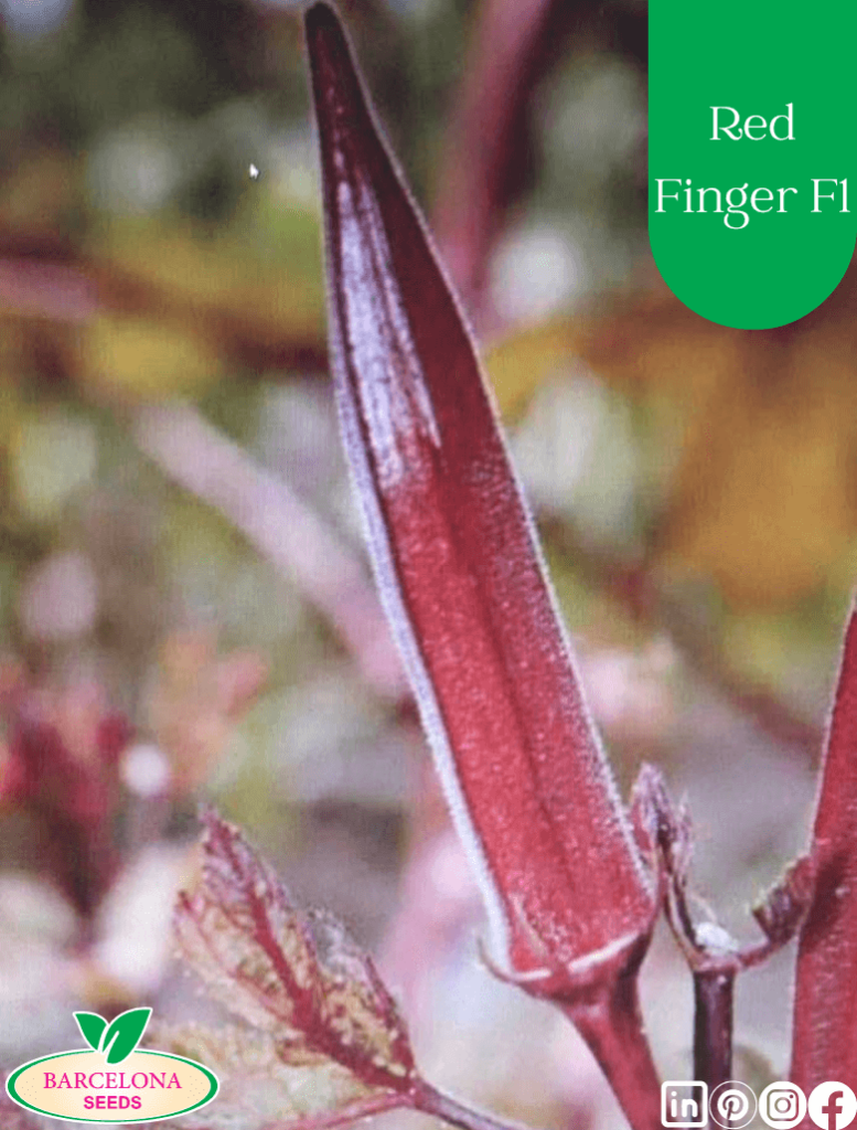 Red Finger F1 – barcelonaseeds